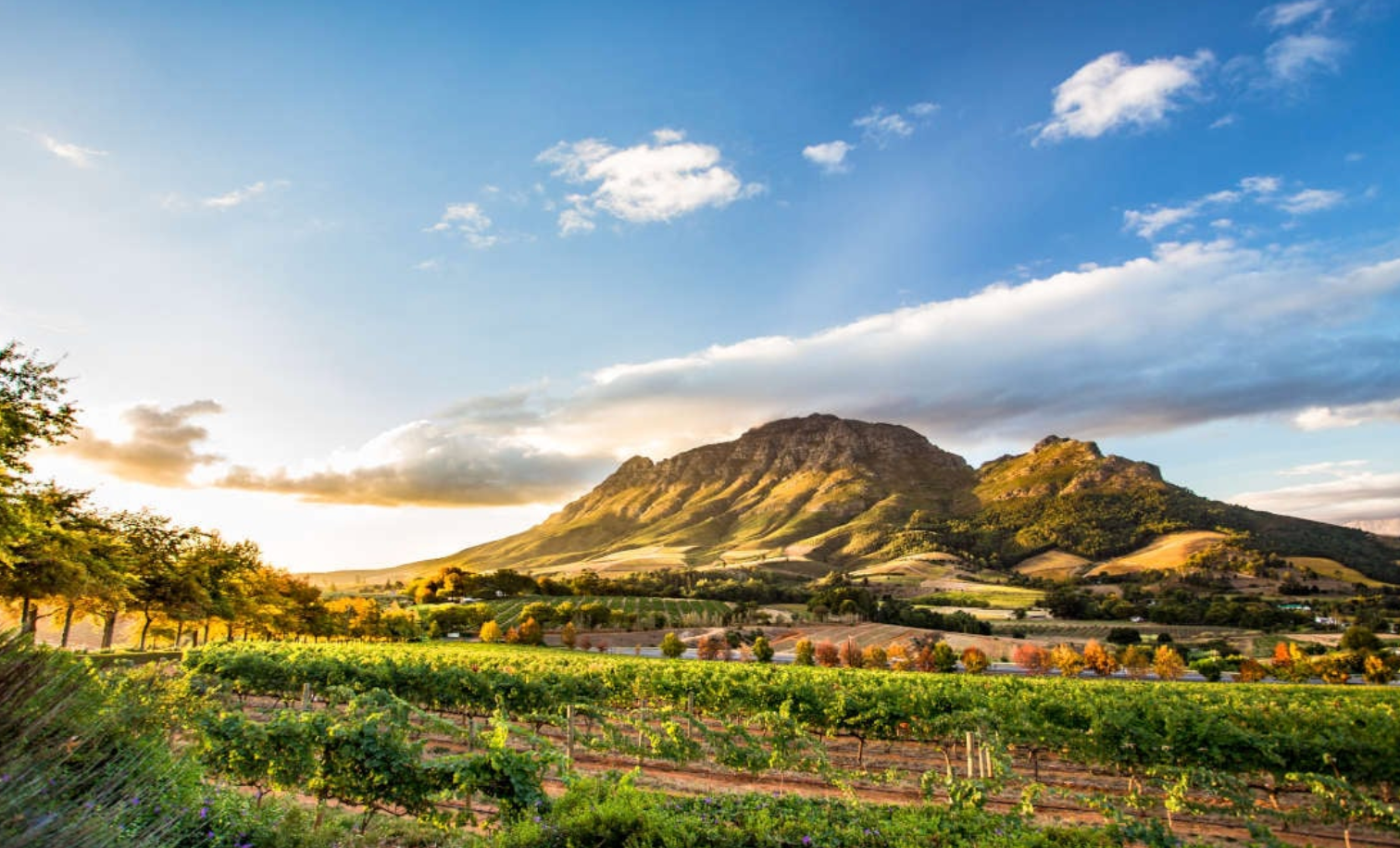 South African Wines with Amy Atwood @ Solano Cellars Friday, February